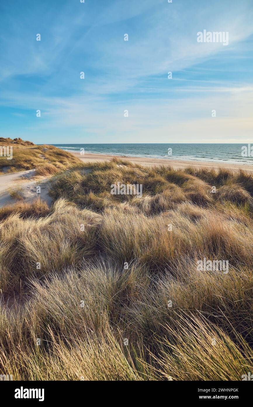 Danish North sea coast in summer sunlight Stock Photo - Alamy