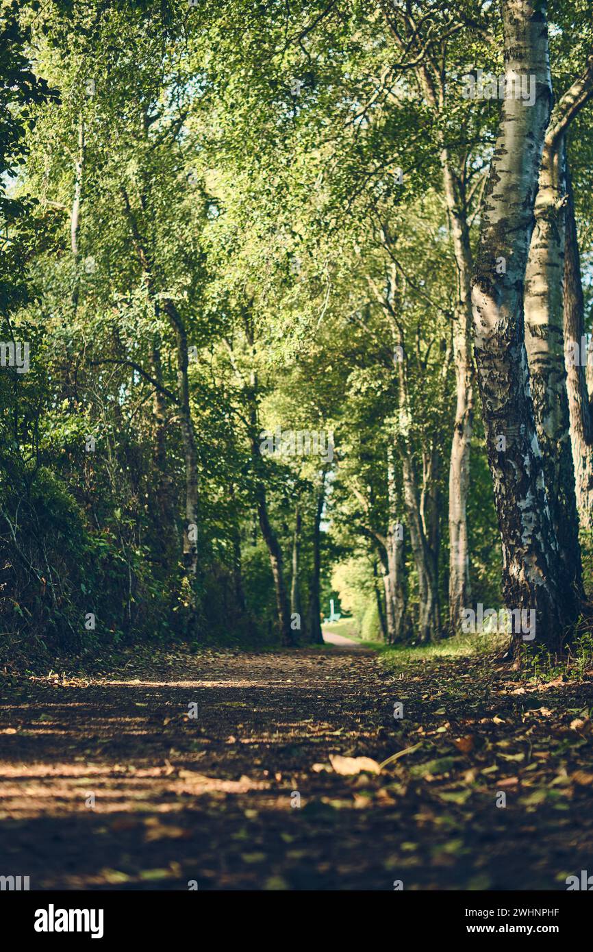 Sunny path through small birch tree forest Stock Photo - Alamy