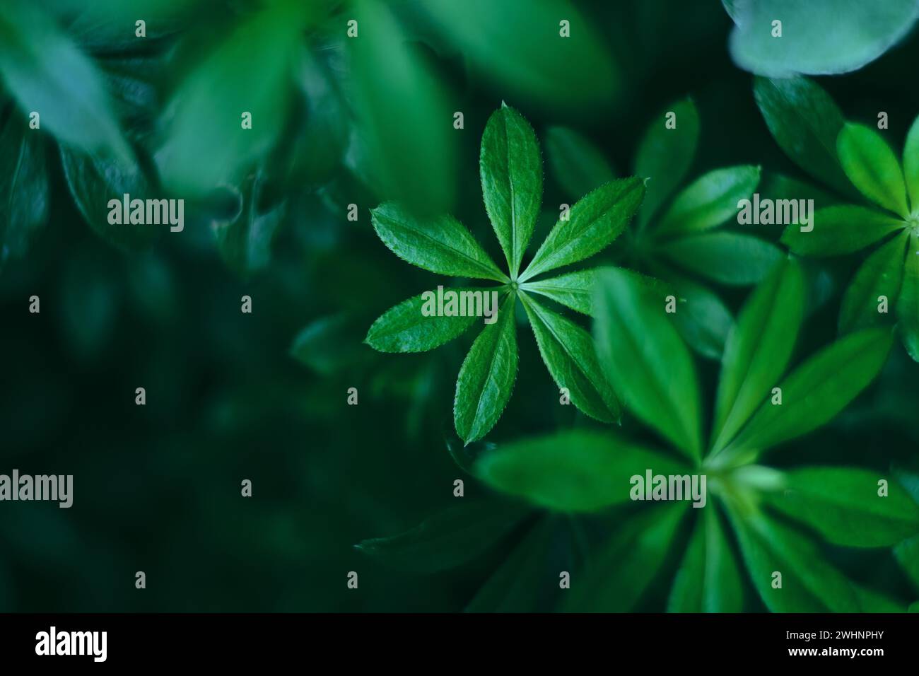 Woodruff plant hi-res stock photography and images - Alamy