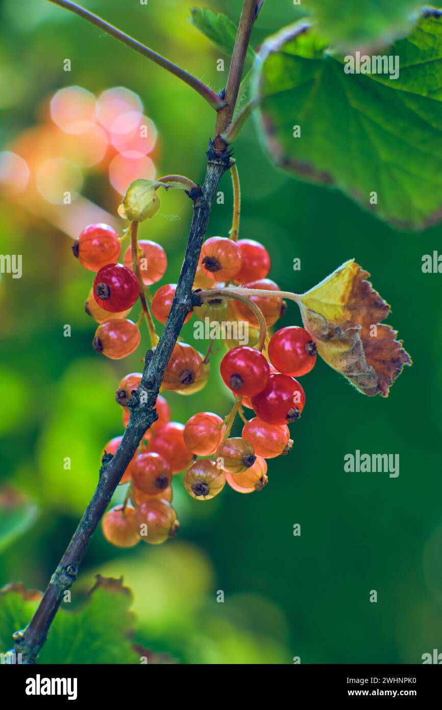 Growing redcurrant hi-res stock photography and images - Alamy