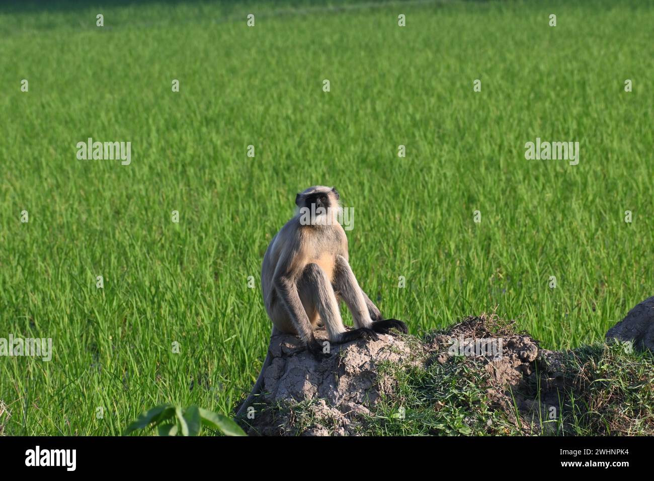 A male langur monkey is seen sitting on the bund wall of the ...