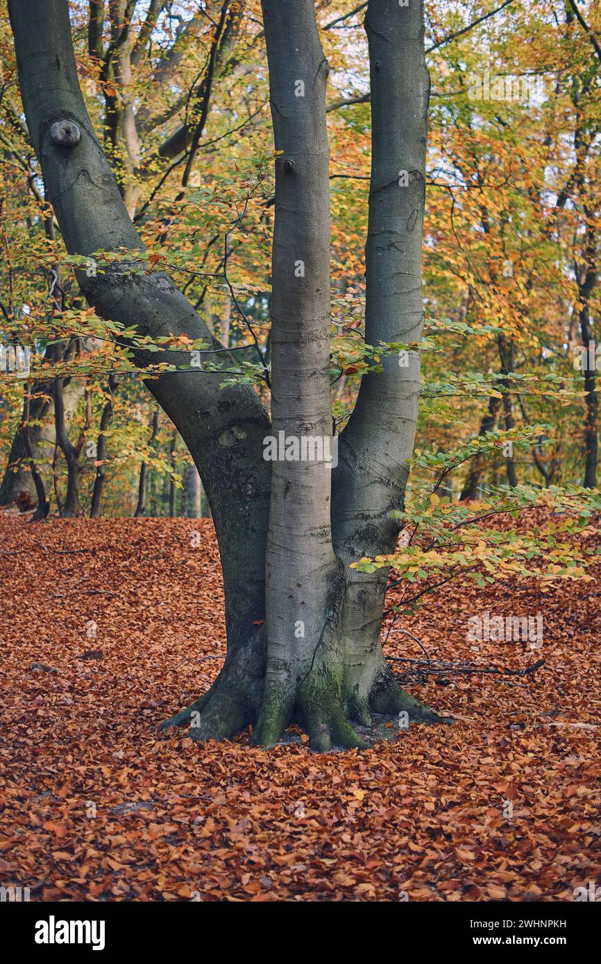 Single tree with red and yellow leaves in fall hi-res stock photography ...