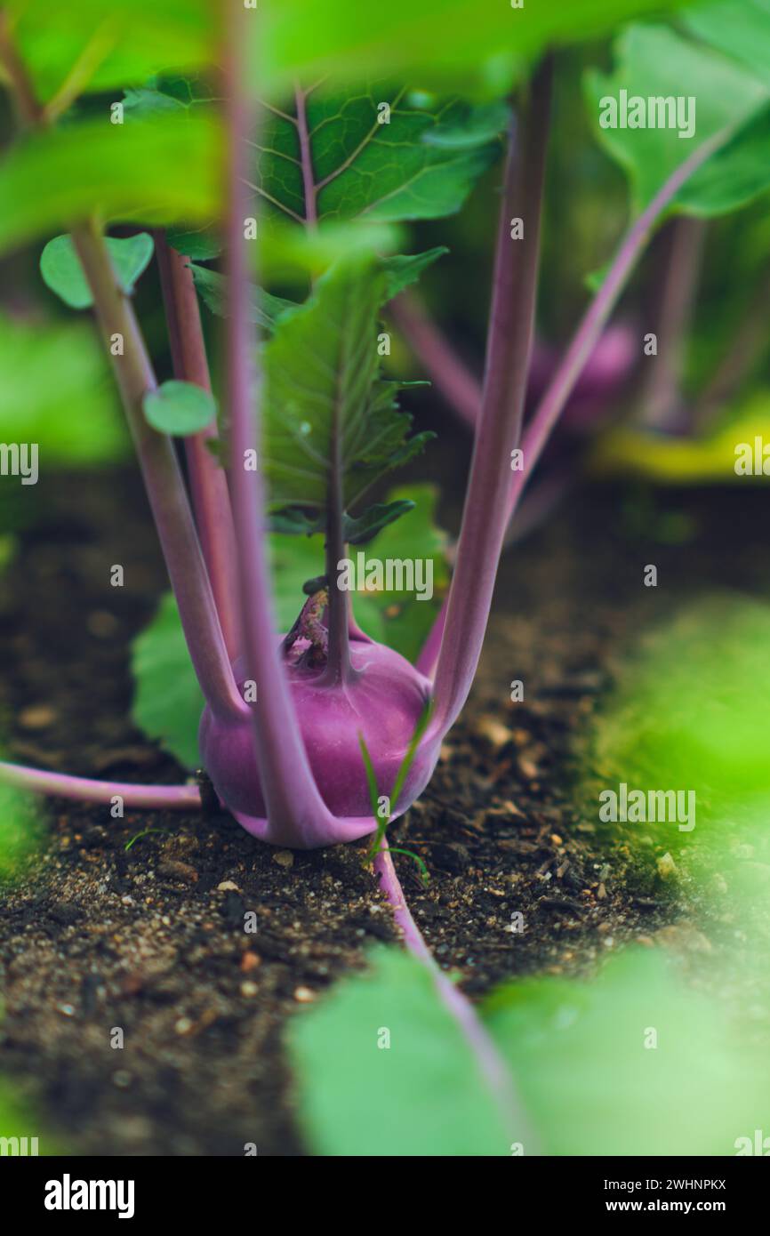 Red kohlrabi hi-res stock photography and images - Alamy