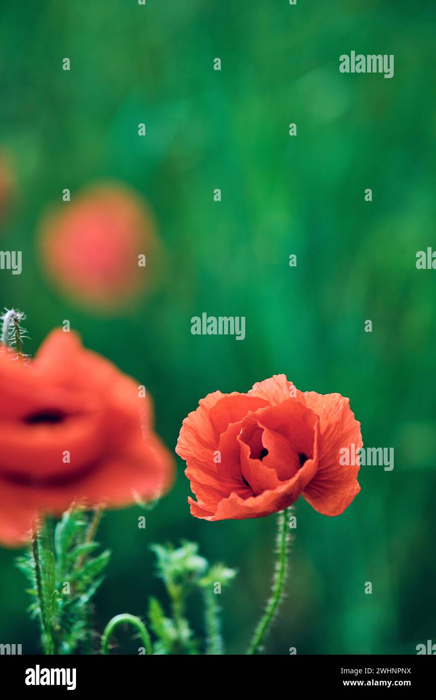 Pappies hi-res stock photography and images - Alamy