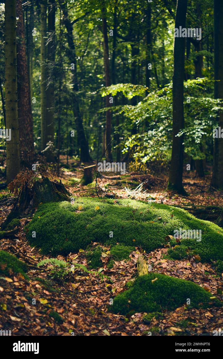 Moss covered forest ground Stock Photo - Alamy
