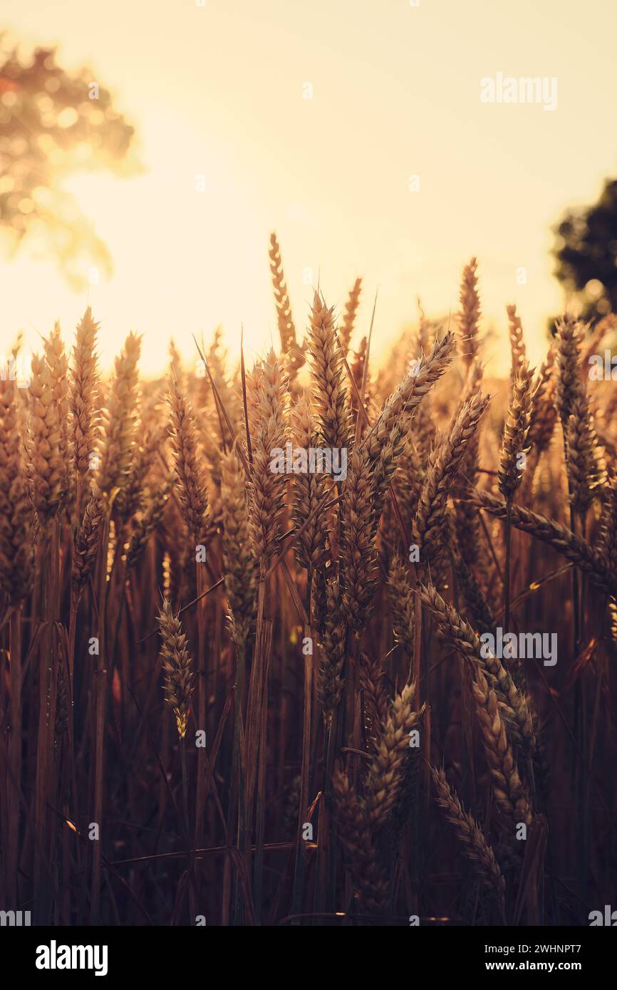 Wheat crops in Sunset light Stock Photo - Alamy