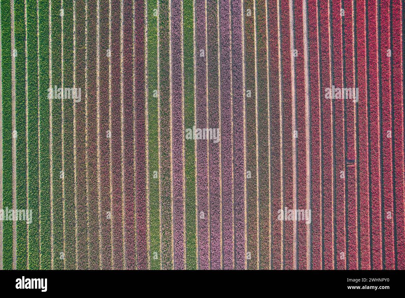Tulip field as seen from above Stock Photo - Alamy