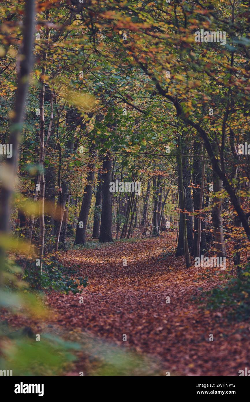 Beautiful path through the woods hi-res stock photography and images ...