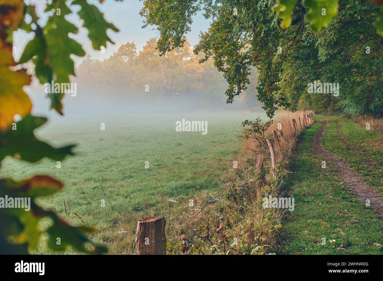Rural pathway on foggy autumn morning Stock Photo - Alamy