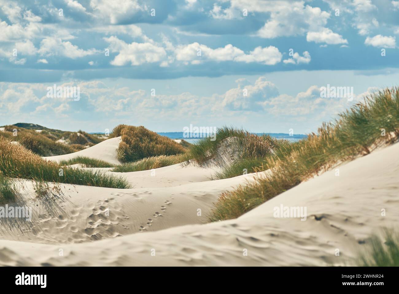 Sand dunes at the danish coast Stock Photo - Alamy
