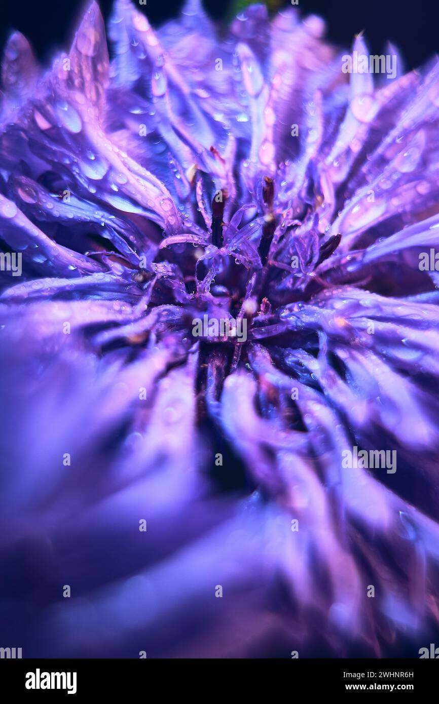 Bright purple meadow cornflower hi-res stock photography and images - Alamy