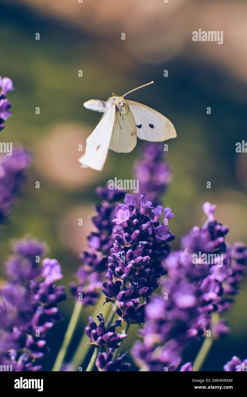 Pieris Butterfly flying over Lavender Flower Stock Photo - Alamy