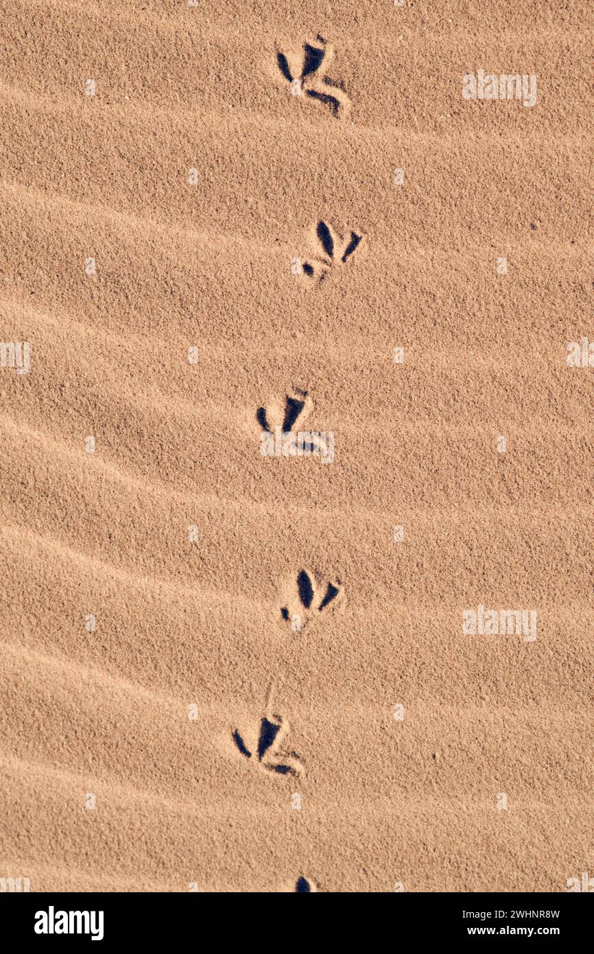 Textured footprints hi-res stock photography and images - Alamy
