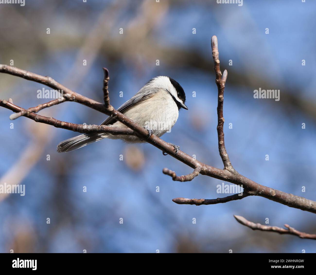 A Carolina Chickadee perched on a tree branch Stock Photo - Alamy