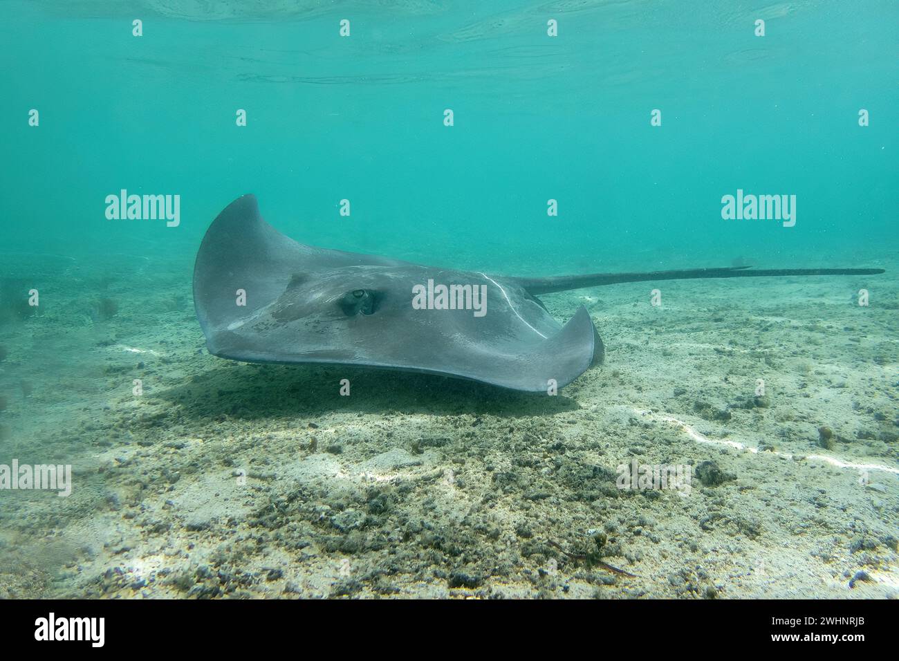 A Pink Whipray, aka Tahitian Stingray, glides across a shallow lagoon ...