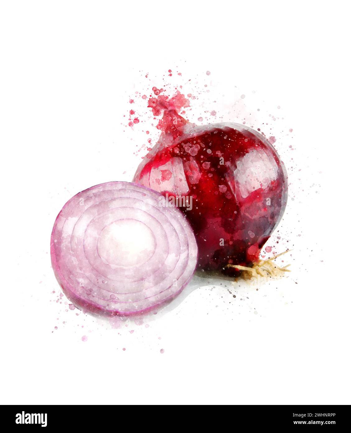 Cut slice onion watercolor Cut Out Stock Images & Pictures - Alamy