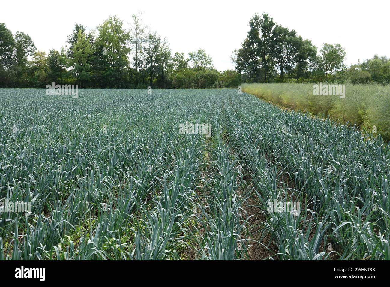 Allium porrum, leek Stock Photo - Alamy
