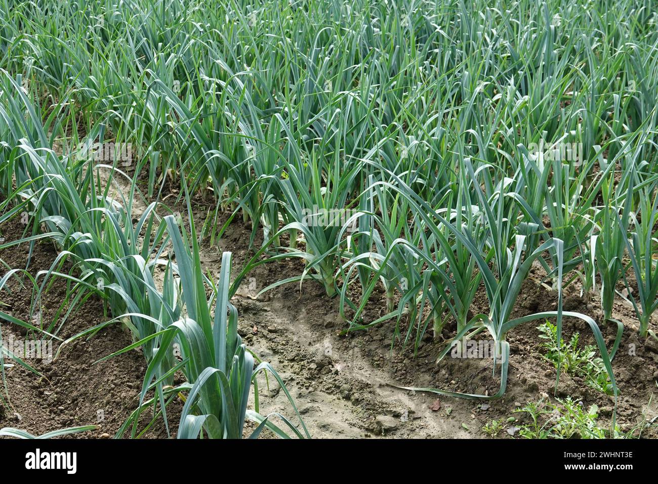 Allium porrum, leek Stock Photo - Alamy