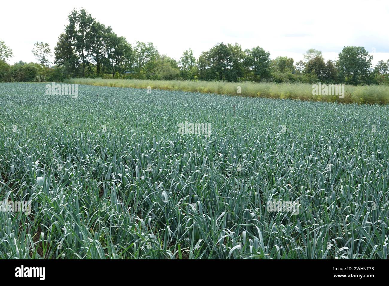 Allium porrum, leek Stock Photo - Alamy