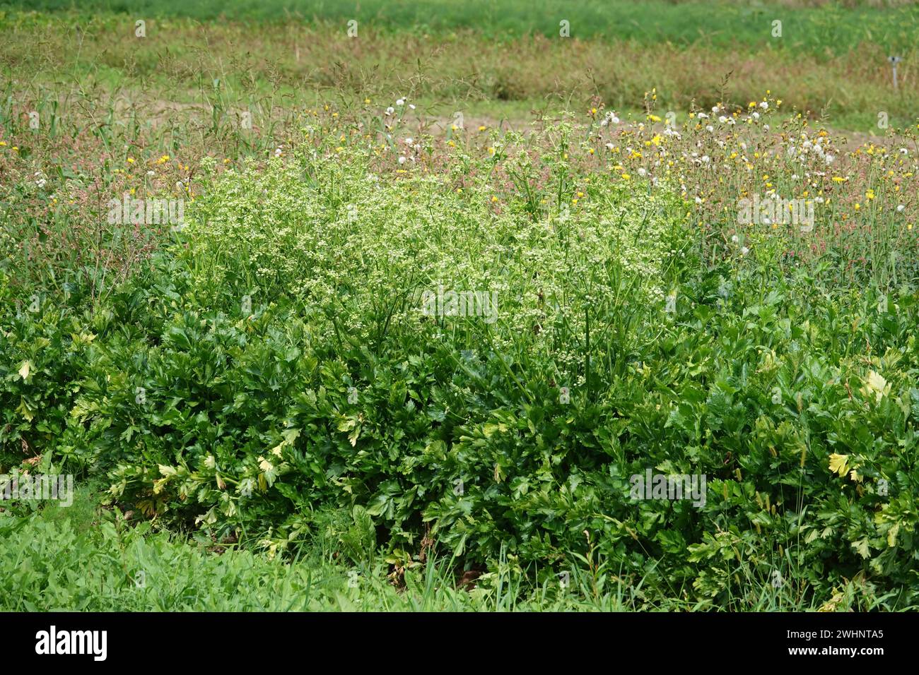 Apium graveolens, celery Stock Photo - Alamy