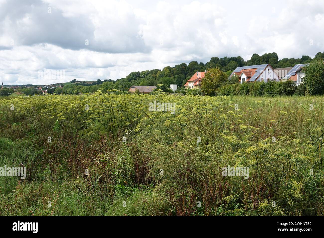 Fennel flower seed hi-res stock photography and images - Alamy