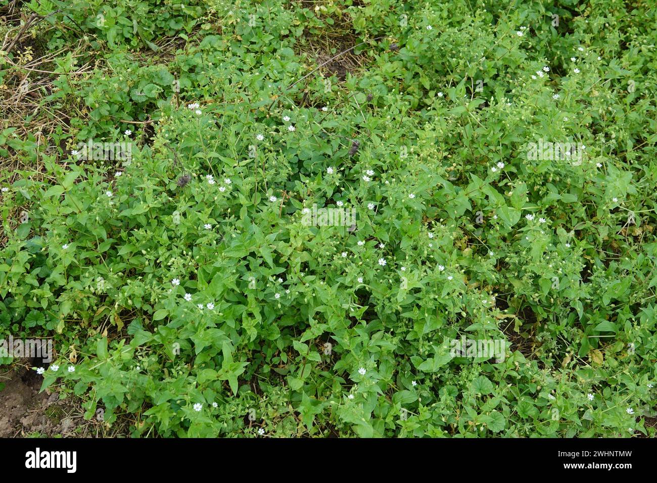 Grasartige staude hi-res stock photography and images - Alamy