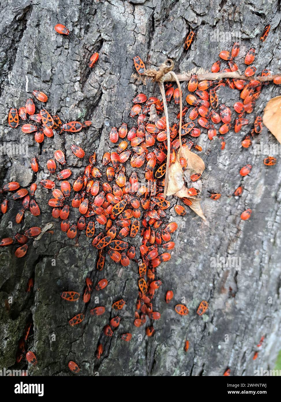 Common fire bug pyrrhocoris apterus beetles and nymphs hi-res stock ...