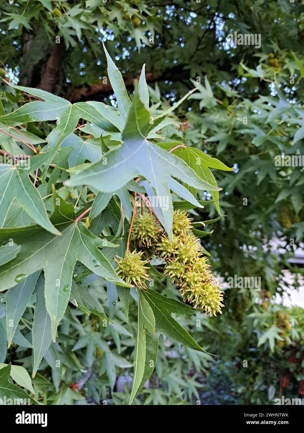 American amber tree (Liquidambar styraciflua) - capsule fruit unions ...