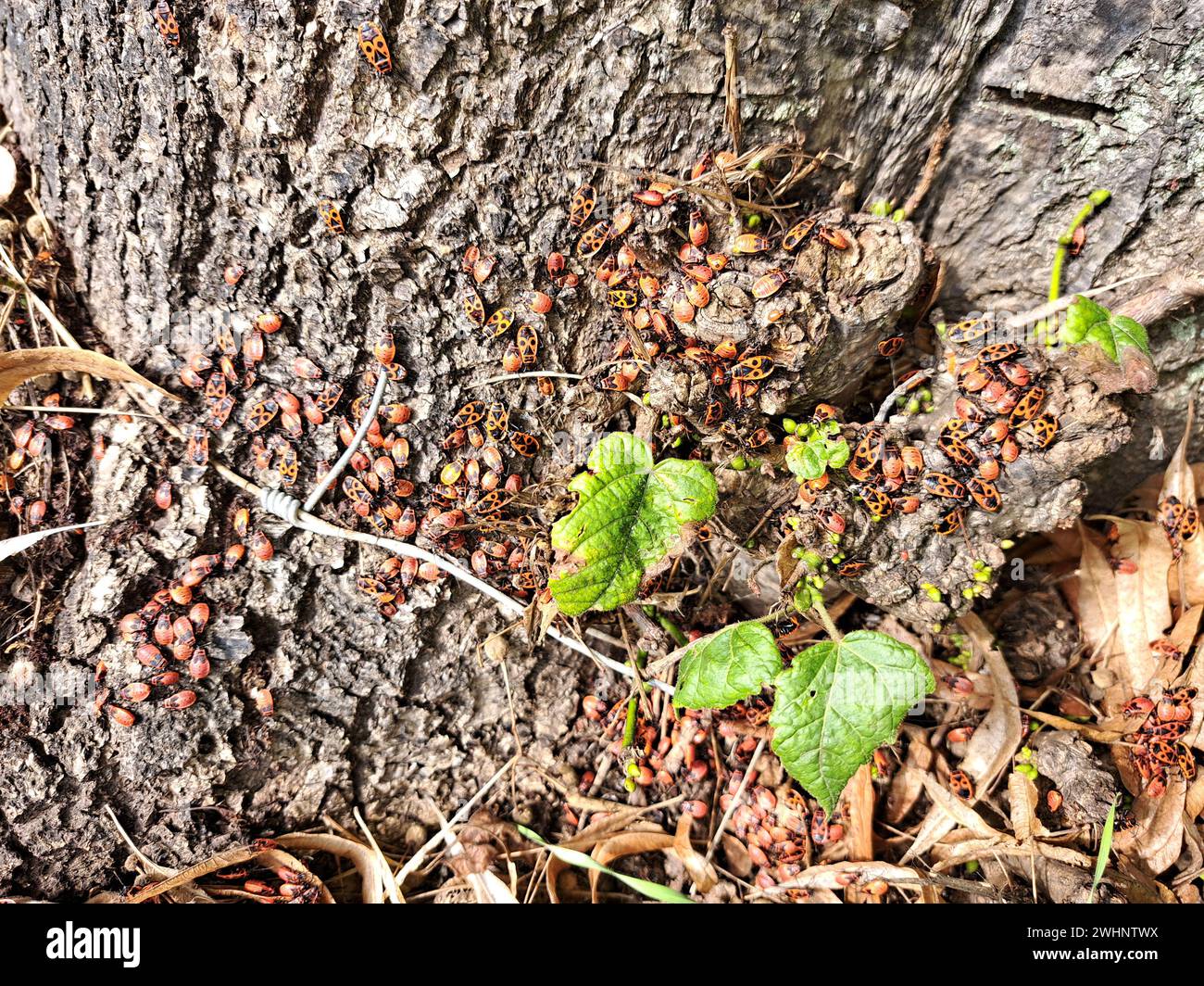 Common fire bug pyrrhocoris apterus beetles and nymphs hi-res stock ...