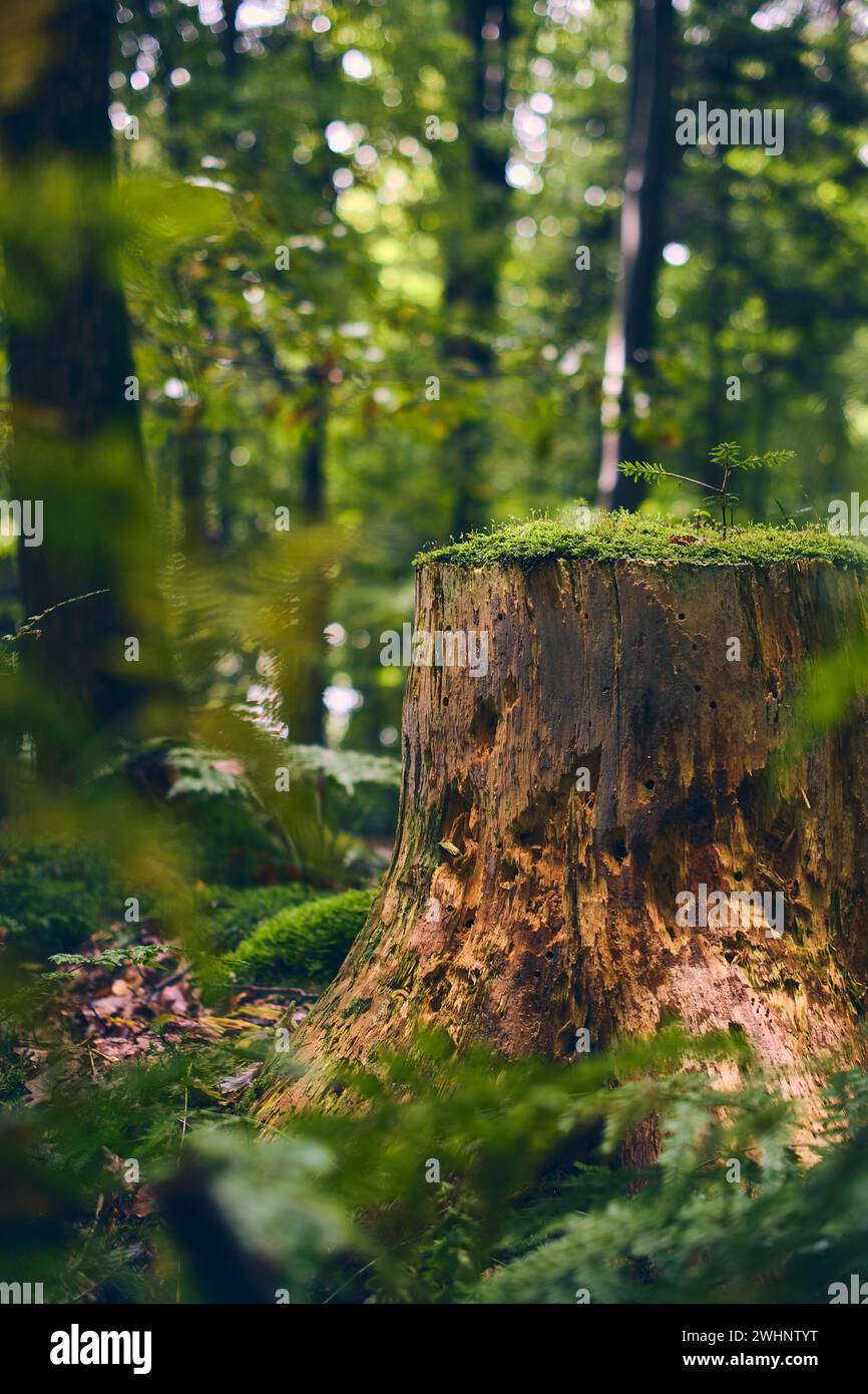 Spring forest with tree stump hi-res stock photography and images - Alamy