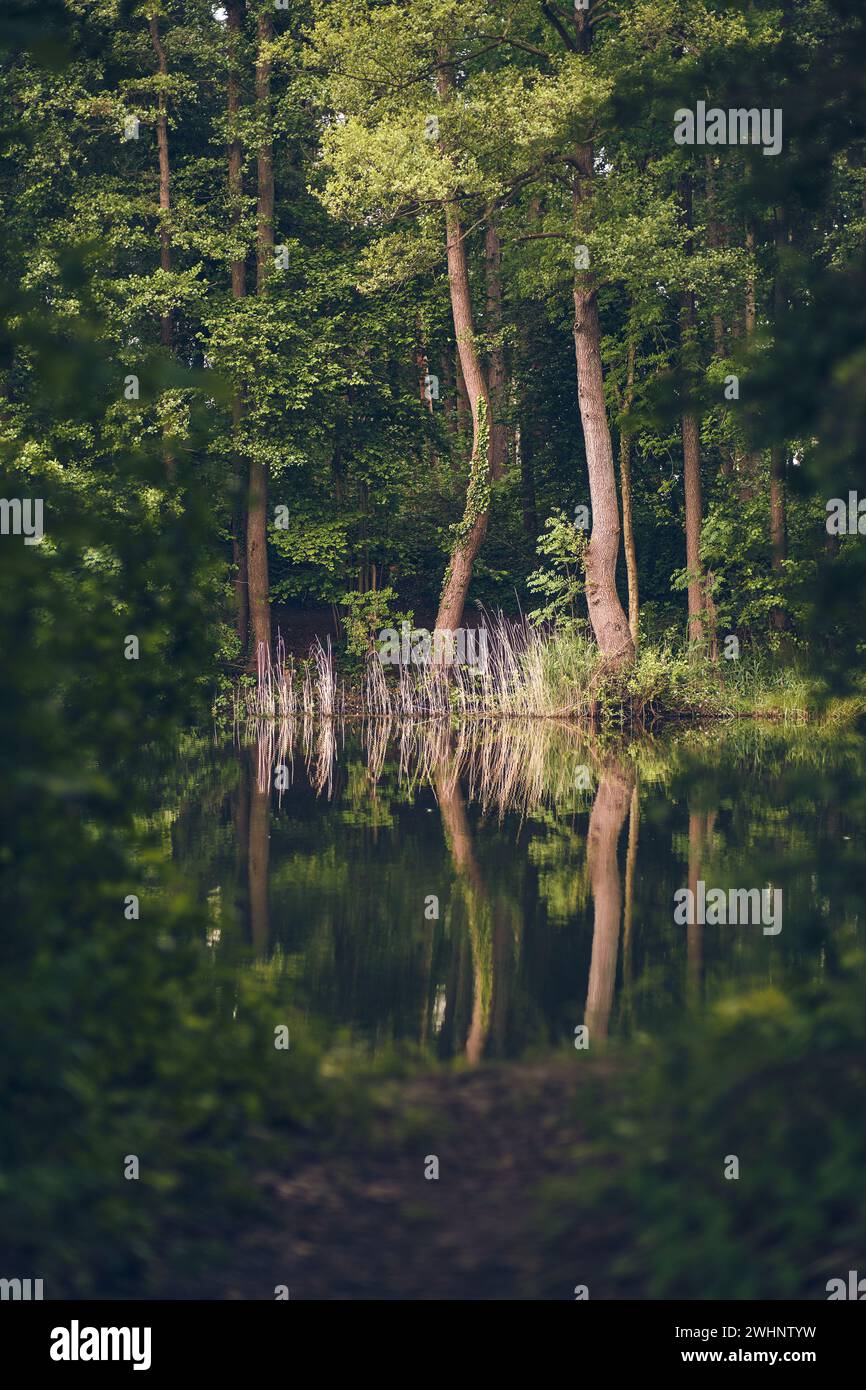Trees reflecting in lake Stock Photo - Alamy