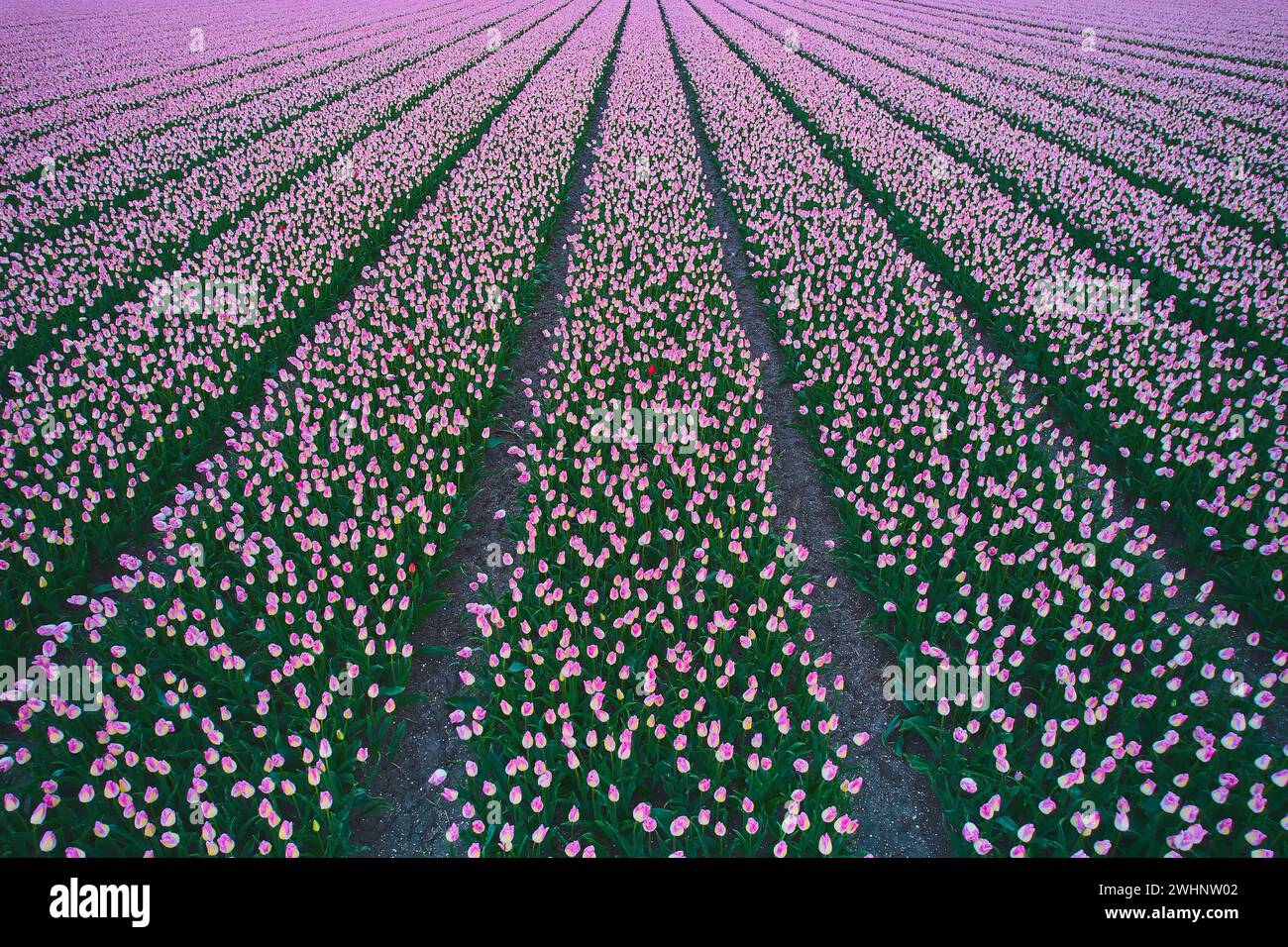 Pink tulip field drone aerial hi-res stock photography and images - Alamy