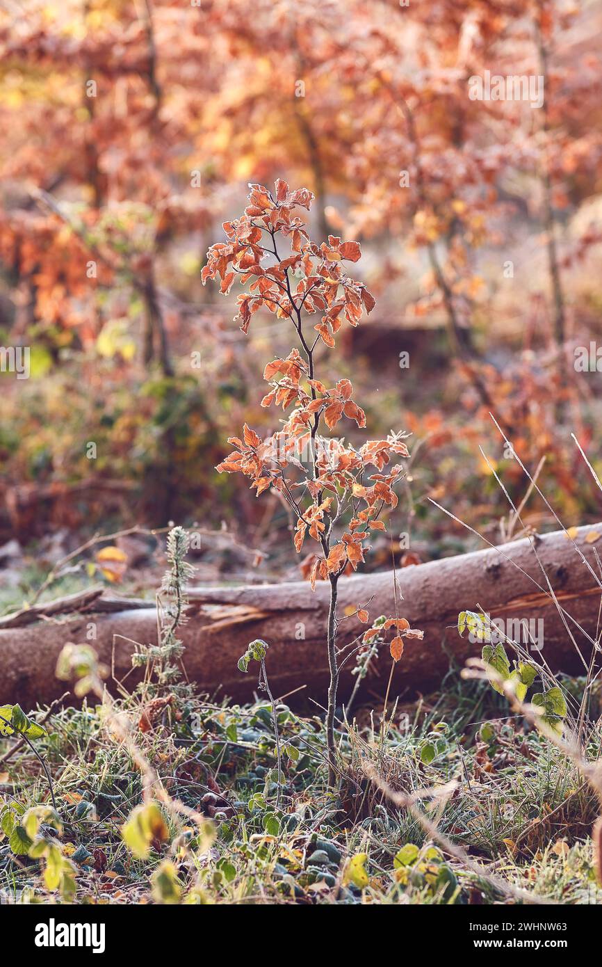 Young tree growing in the woods in fall Stock Photo - Alamy