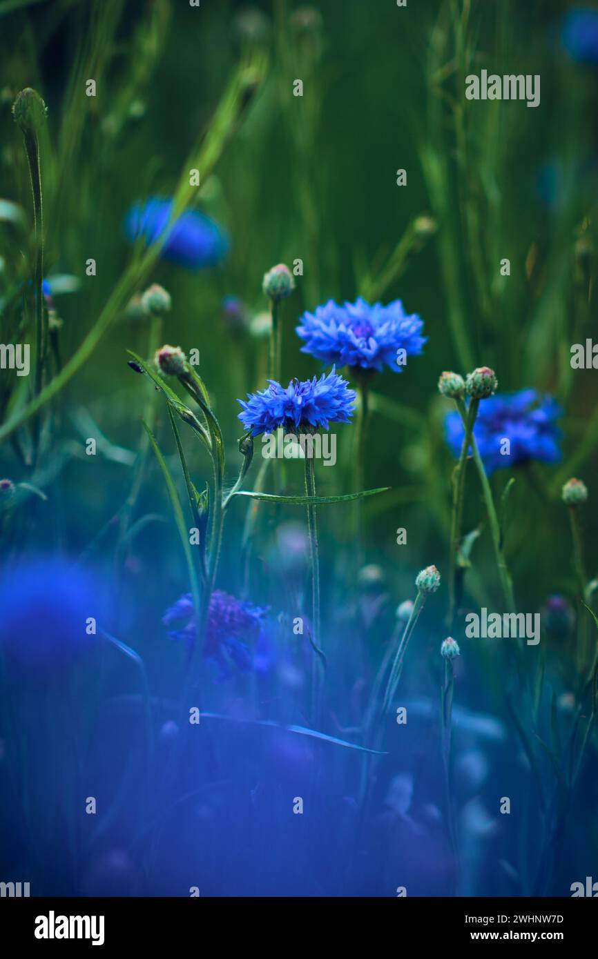 Deep blue cornflower field Stock Photo - Alamy