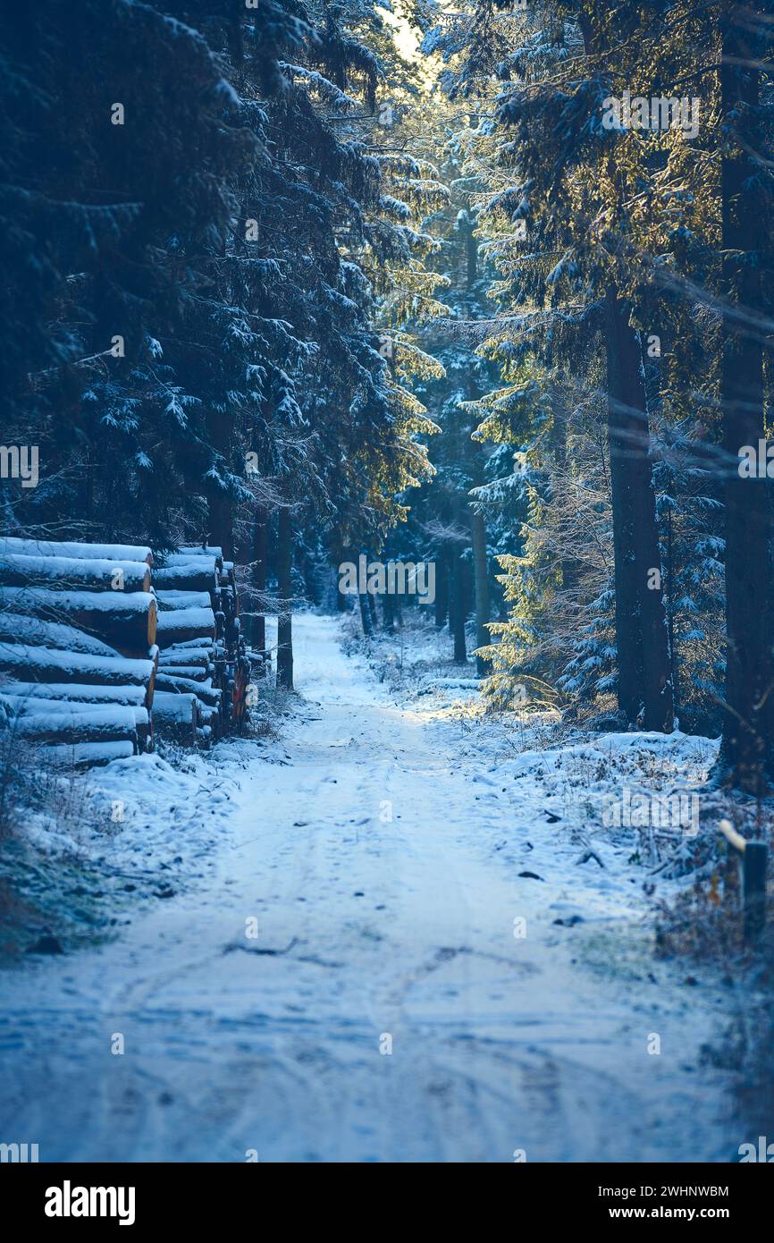 Pathway through snowy woods in Germany Stock Photo - Alamy
