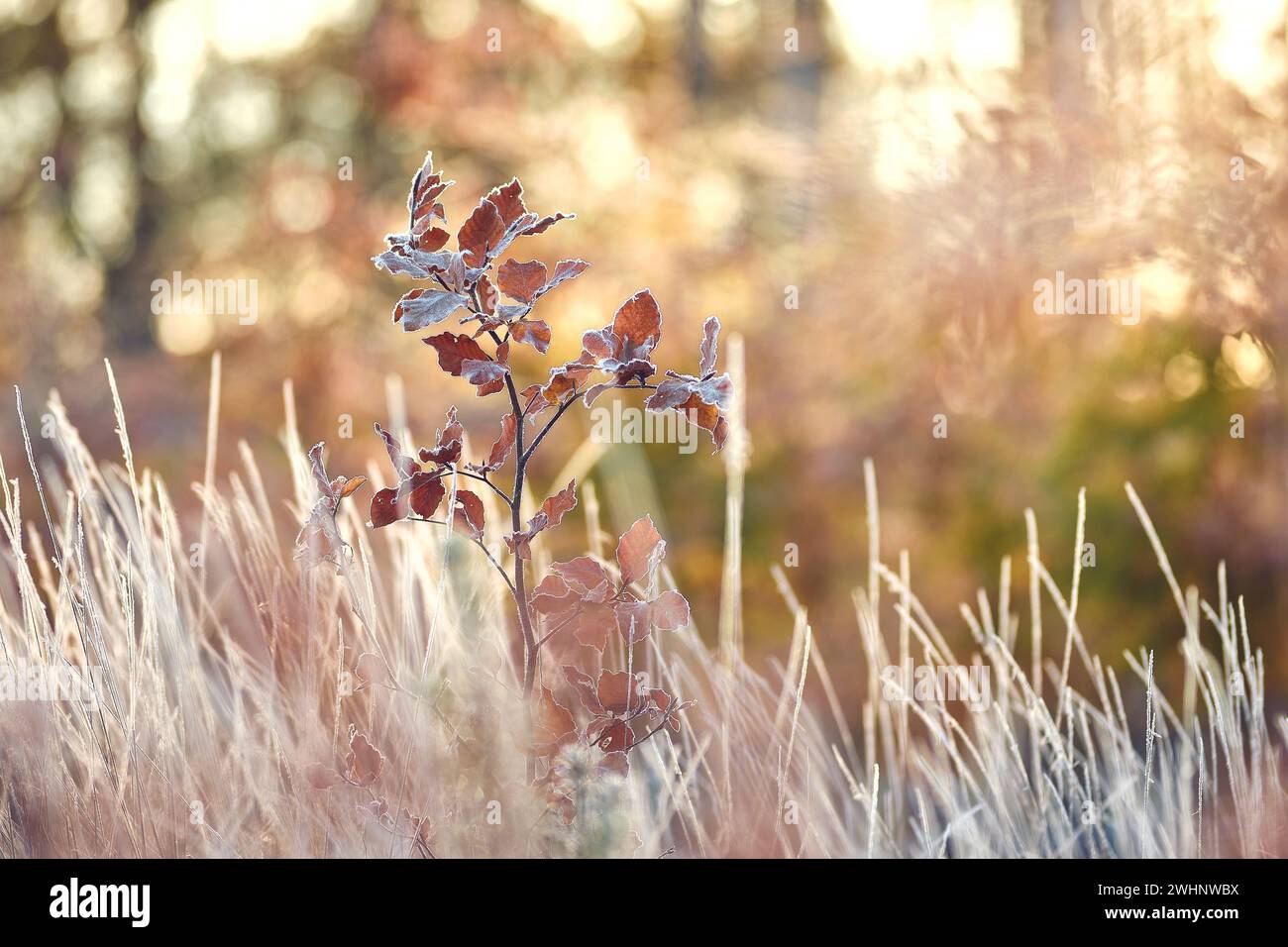 Sunny frost hi-res stock photography and images - Alamy