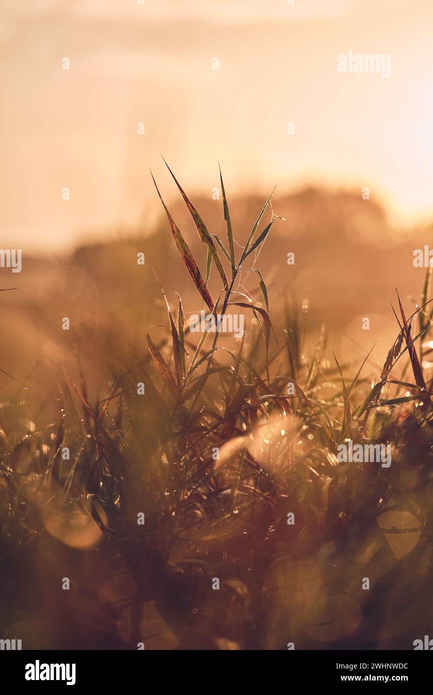 Reed in the morning light hi-res stock photography and images - Alamy