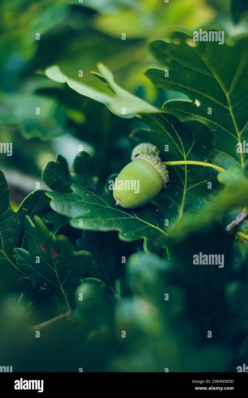 Natural color oak tree hi-res stock photography and images - Alamy