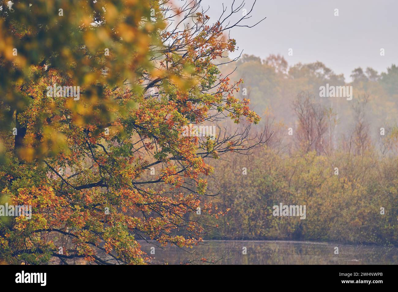 Fall color in the marsh in northern Germany Stock Photo - Alamy