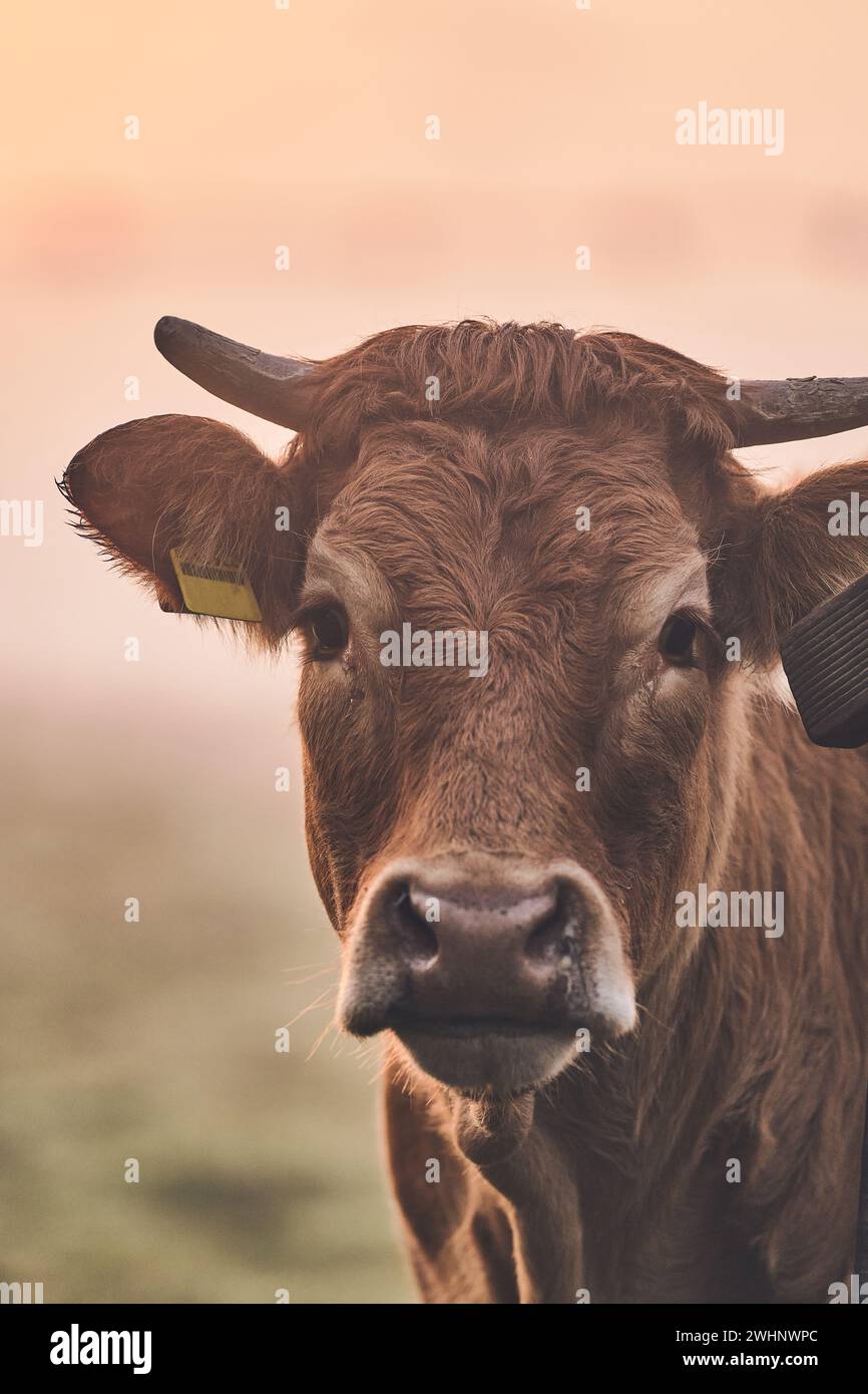 Funny cow face cows hi-res stock photography and images - Alamy