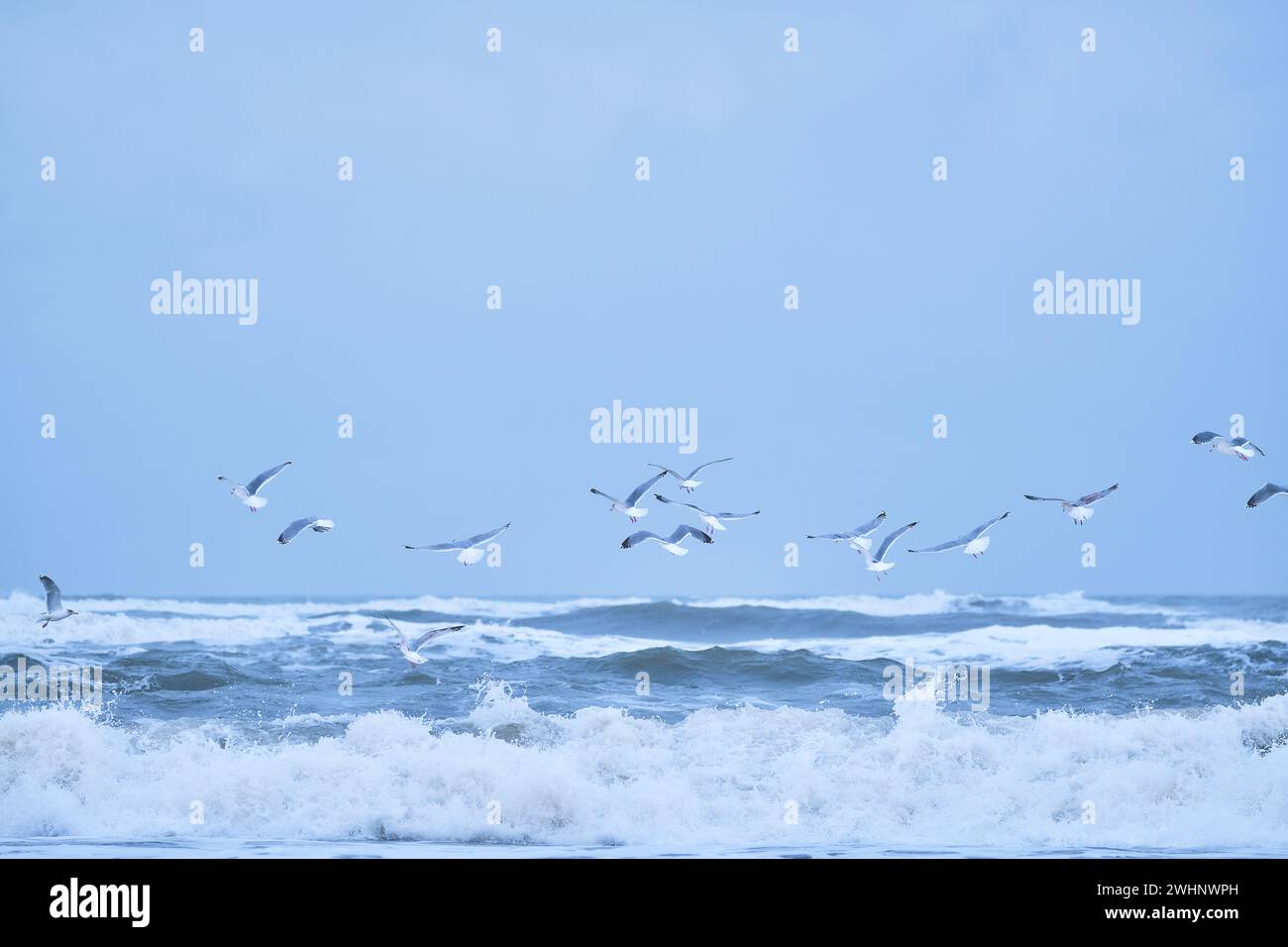 Many Seagulls flying over big waves on northern sea Stock Photo - Alamy
