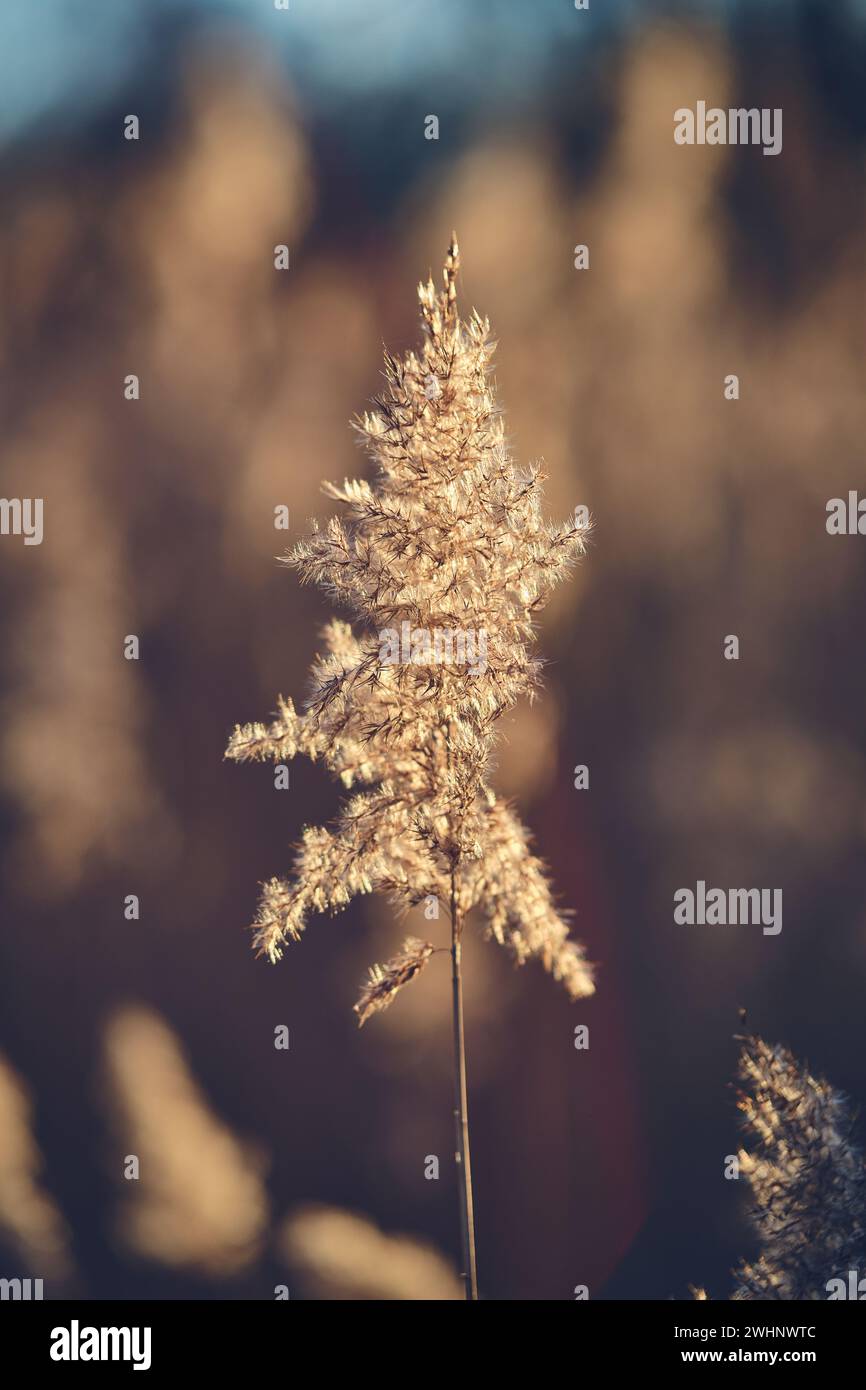 Field reed grass hi-res stock photography and images - Alamy