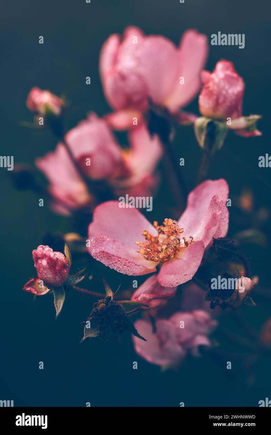 Beautiful wild roses in hi-res stock photography and images - Alamy