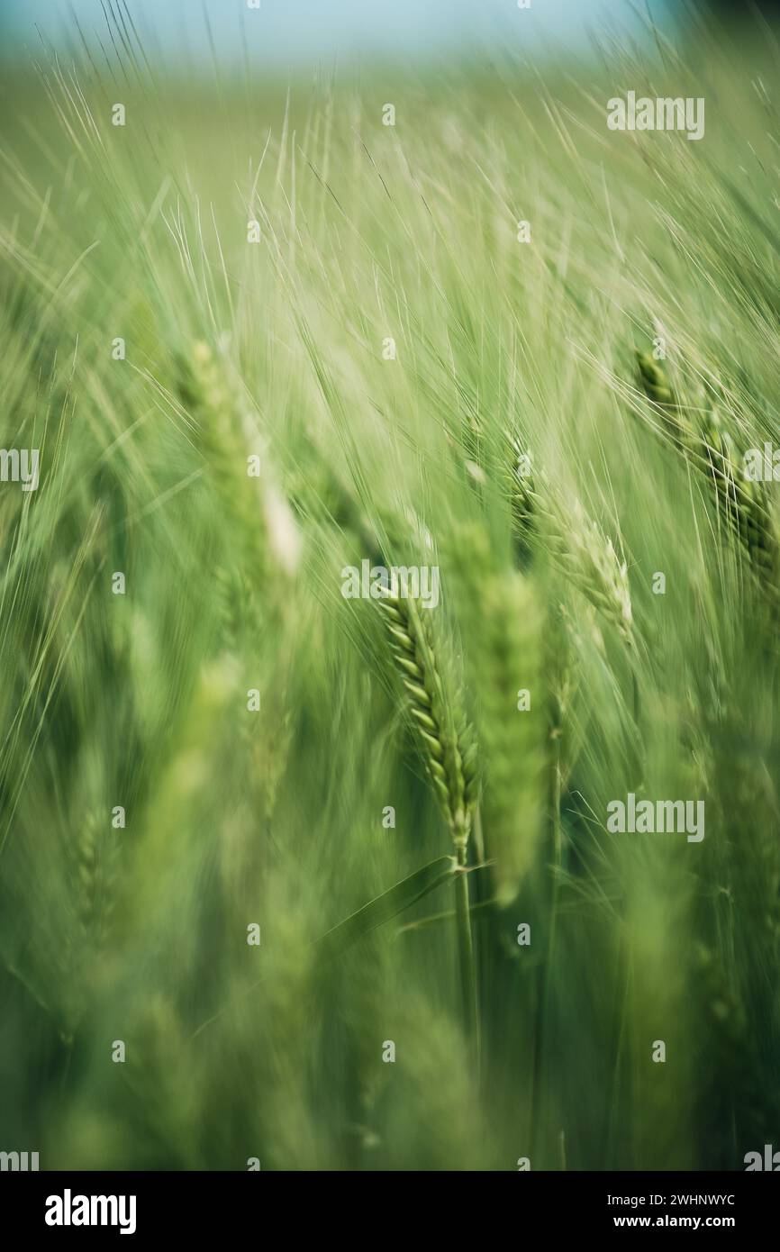 Field of green crops hi-res stock photography and images - Alamy