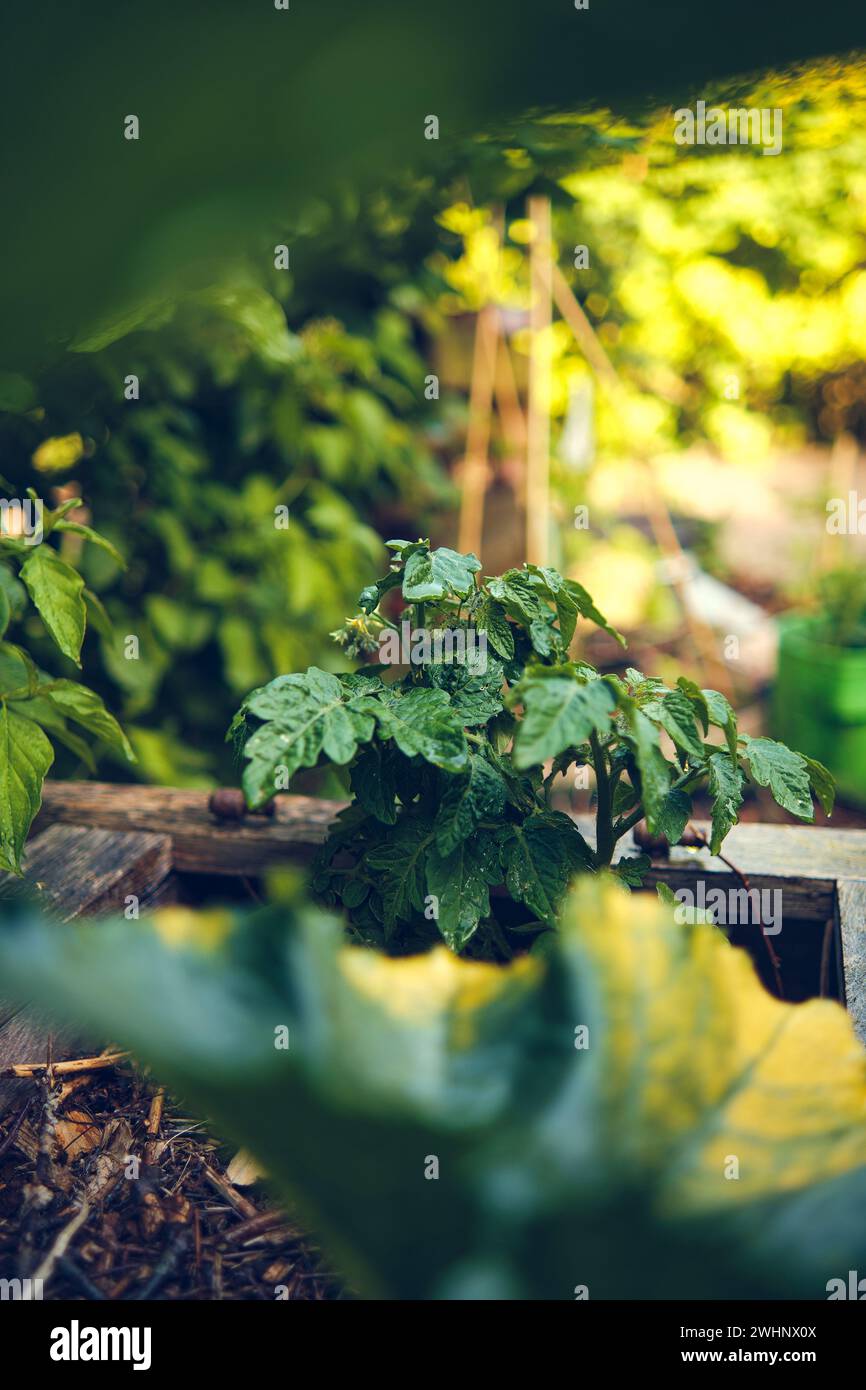 Small Tomato plant growing in a garden Stock Photo - Alamy