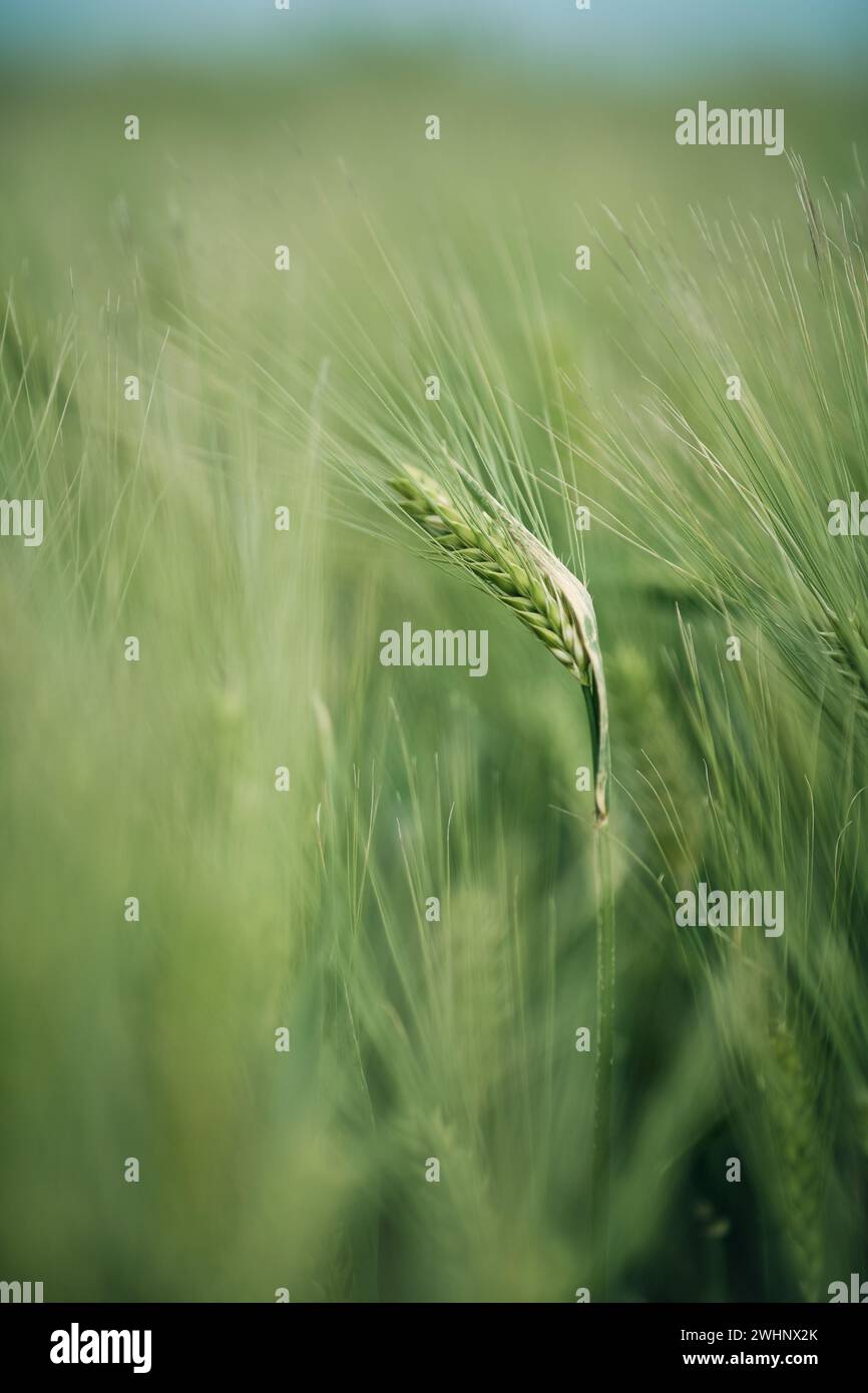 Green agricultural field sign hi-res stock photography and images - Alamy
