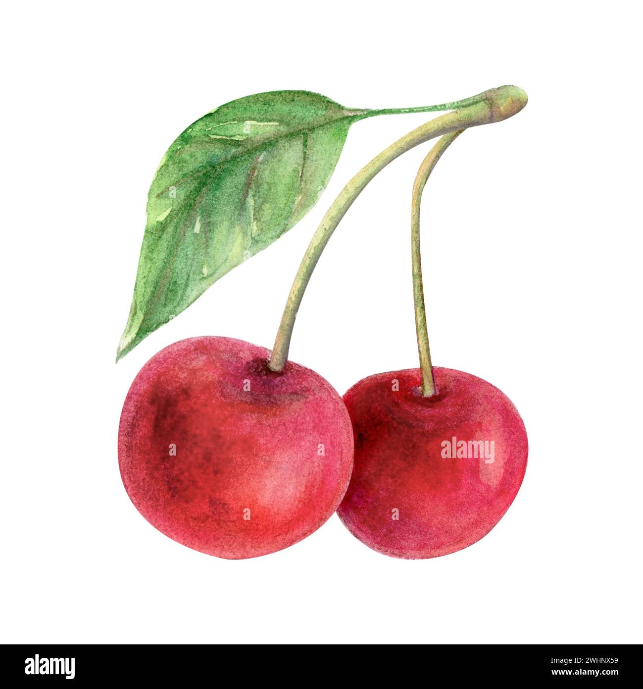 Cherry drawing art hi-res stock photography and images - Alamy