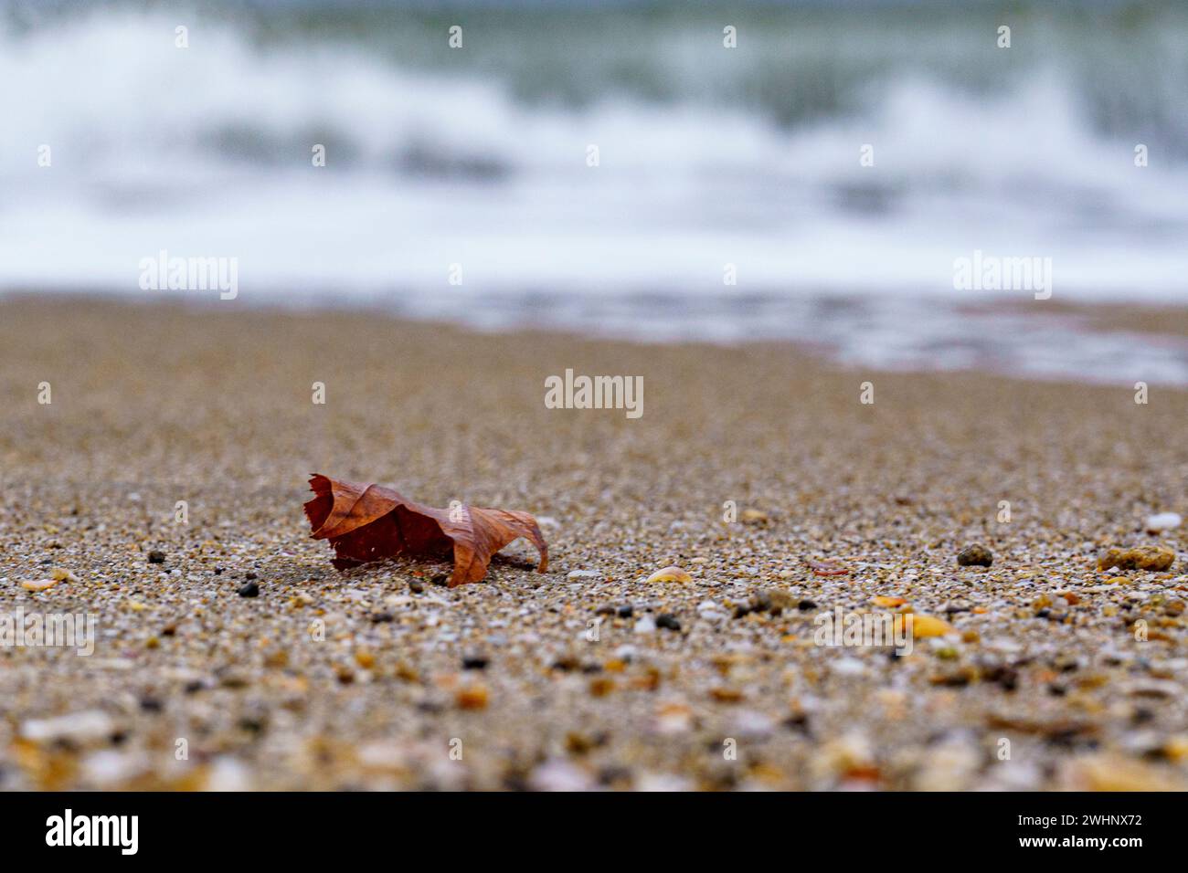 Sandy leaf hi-res stock photography and images - Alamy