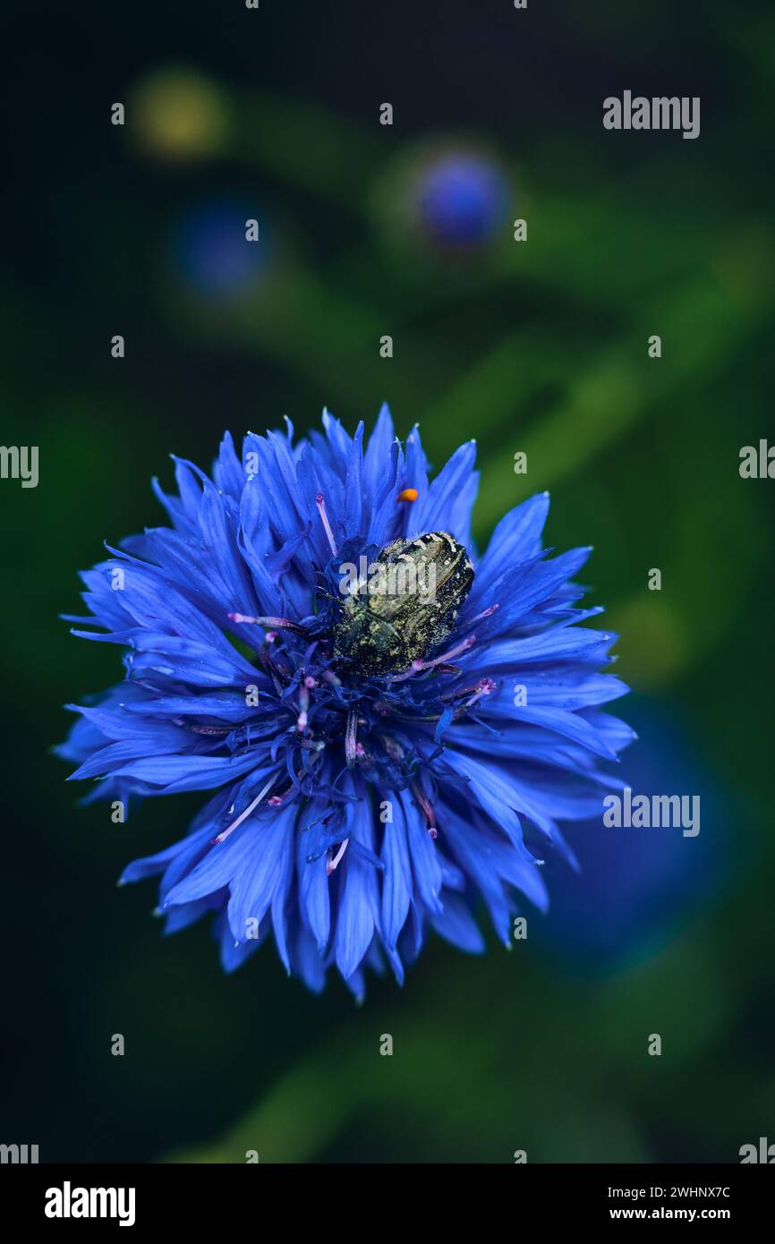 Cornflower yellow color hi-res stock photography and images - Alamy