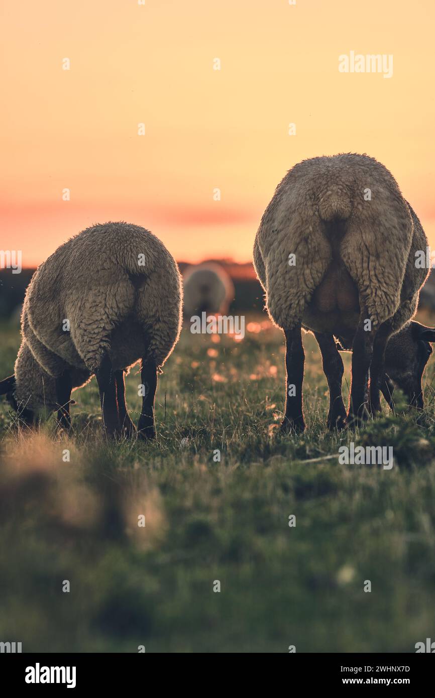 Sunset behind the lamb hi-res stock photography and images - Alamy